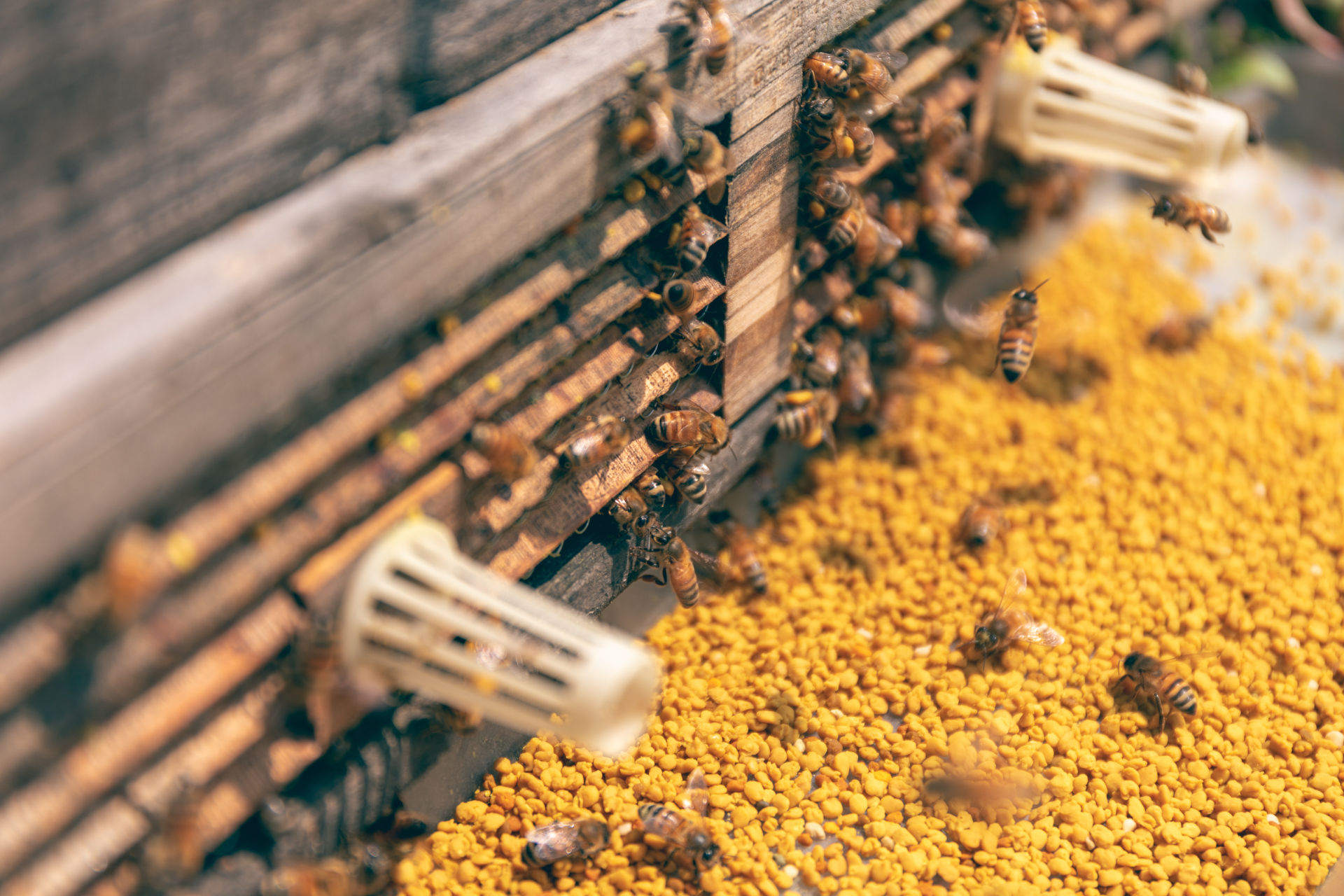 Il mondo delle api - agriturismo Il Campo dei fiori a Cesena